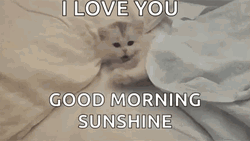 Sleepy Good Morning Sunshine GIF | GIFDB.com