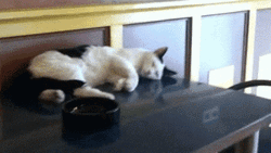 Sleepy Head Good Morning Cat GIF | GIFDB.com