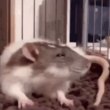 Sleepy Rat Yawn Stretching GIF | GIFDB.com
