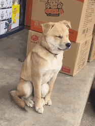Sleepy Weak Dog Meme GIF | GIFDB.com