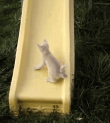 Slide White Cat Running GIF | GIFDB.com