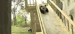 Sliding Cute Panda GIF | GIFDB.com