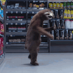 Sloth GIFs | GIFDB.com
