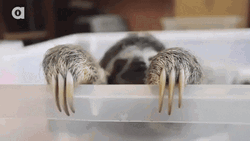 Sloth Interested GIF | GIFDB.com
