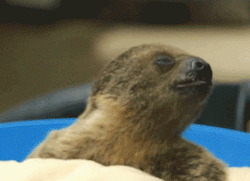Sloth Walking Gif