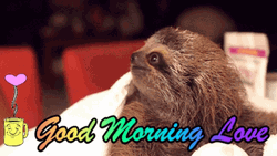 Sloth Stretching Its Arms Good Morning Honey GIF | GIFDB.com