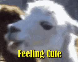 Slow Motion Funny Goat Feeling Cute GIF | GIFDB.com