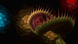 Slow Motion Venus Fly Trap Eating A Fly GIF | GIFDB.com
