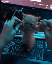 Small Cat Dancing Cute Kitten Computer GIF | GIFDB.com