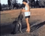 Small Kangaroo Kick GIF | GIFDB.com