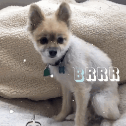Small Shivering Dog Featuring Frozen Olaf GIF | GIFDB.com