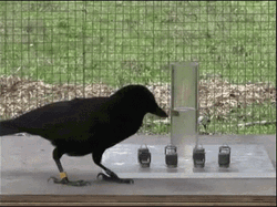 Smart Crow Solving Problems GIF | GIFDB.com