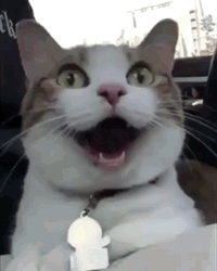 Smiley Cat Excited GIF | GIFDB.com