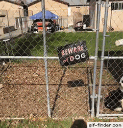Smiling Dog Beware GIF | GIFDB.com