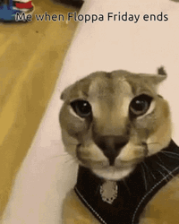 Smiling Hissing Cat GIF | GIFDB.com