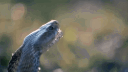 Snake GIFs | GIFDB.com