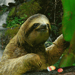 Snatching Food On Sloth Too Slow GIF | GIFDB.com
