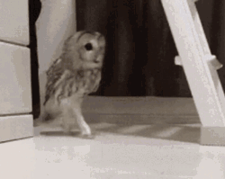 Sneaky Owl Moves GIF | GIFDB.com