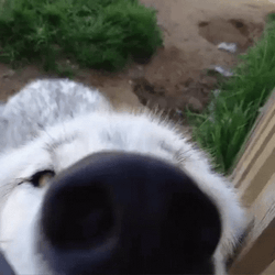 Doggo Unstoppable Sniff GIF | GIFDB.com