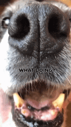 Sniffing Dog Whatcha Doin GIF | GIFDB.com