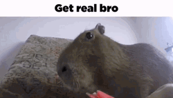 Snitch Eating Watermelon Capybara Meme GIF | GIFDB.com