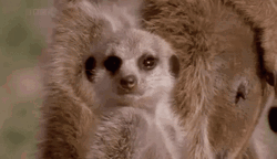 Snoozy Little Meerkat Passing Out GIF | GIFDB.com