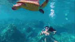 Snorkeling Girl Turtles GIF | GIFDB.com