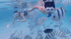 Snorkeling Tiger Fish GIF | GIFDB.com