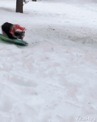 Snowboarding Dog Slide Tricks GIF | GIFDB.com