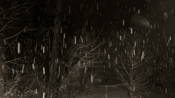 Snowing In Dark Forrest GIF | GIFDB.com