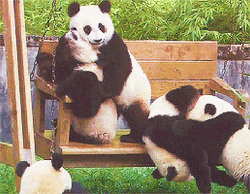Snuggle Pandas GIF | GIFDB.com