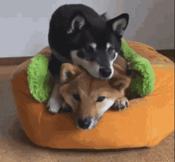 Snuggle Shiba Inu GIF | GIFDB.com
