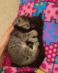 Snuggling Cute Kittens GIF | GIFDB.com