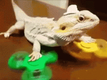 Spin Fidget Dancing Lizard GIF | GIFDB.com