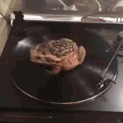 Spin Frog Toad Turntable Record GIF | GIFDB.com