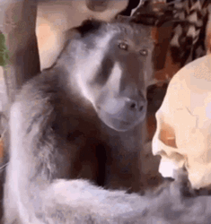 Spinning Camera Dramatic Monkey Holding Skull GIF | GIFDB.com