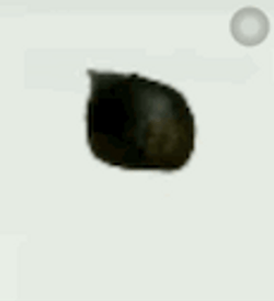 Spinning Cat Stand And Spin GIF | GIFDB.com