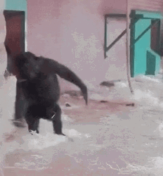 Spinning Dancing Monkey GIF | GIFDB.com