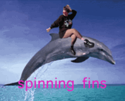 Spinning Fish Fin Airborne Dolphin GIF | GIFDB.com