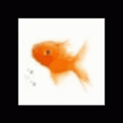 Spinning Gold Fish White Cube Animation GIF | GIFDB.com