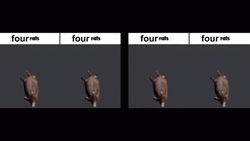 Spinning Rat Quadrant Split GIF | GIFDB.com