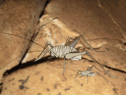 Spooky Crickets Animation GIF | GIFDB.com