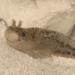 Axolotl Raise Hand GIF | GIFDB.com