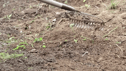 Spreading Mulch With A Rake GIF | GIFDB.com