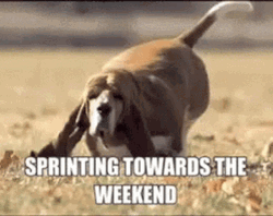 Sprinting Dog Weekend Meme GIF | GIFDB.com