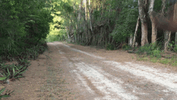 Sprinting Running Away In Forest GIF | GIFDB.com