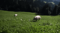 Squeal Like A Pig Running Around GIF | GIFDB.com
