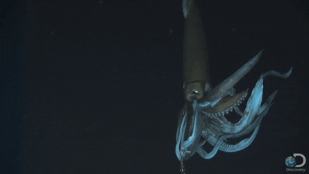 Squid Sinking In The Water GIF | GIFDB.com