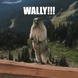 Squirrel Shouting Wally Meme GIF | GIFDB.com