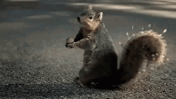 Squirrel Shouting War GIF | GIFDB.com